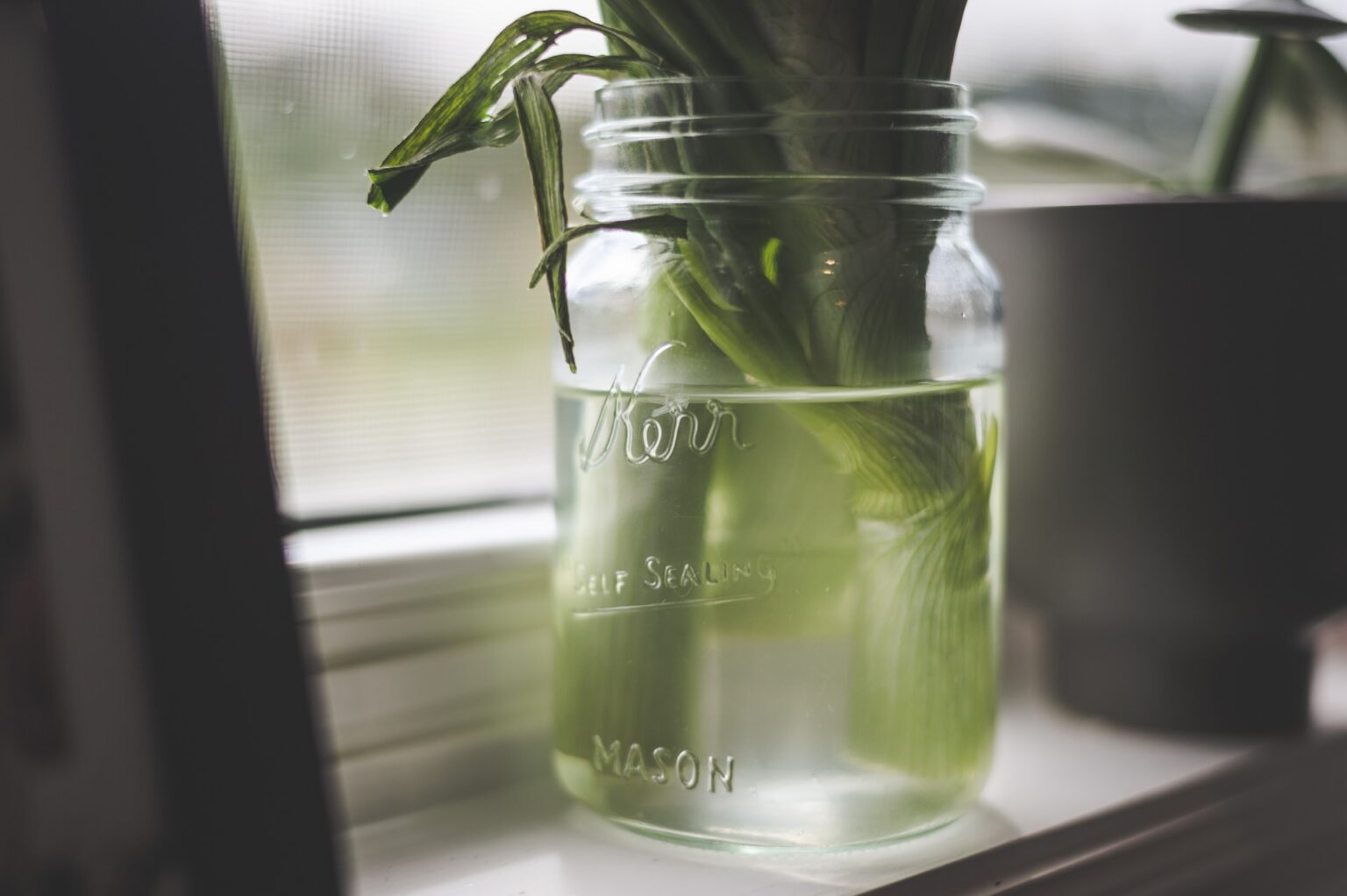 Growing Vegetables from Scraps: 24 Vegetables to Try! - Ditch the Wheat