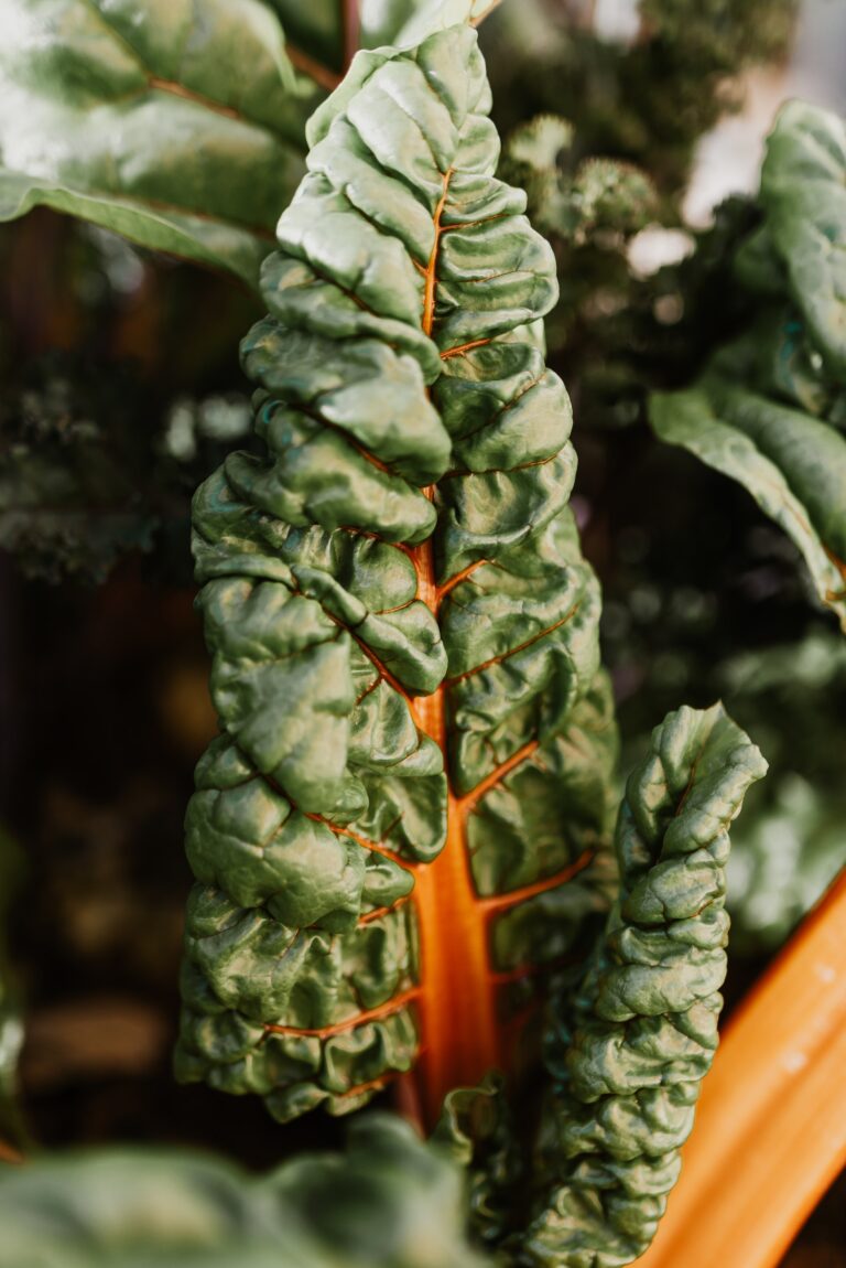 Growing Vegetables from Scraps: 24 Vegetables to Try! - Ditch the Wheat