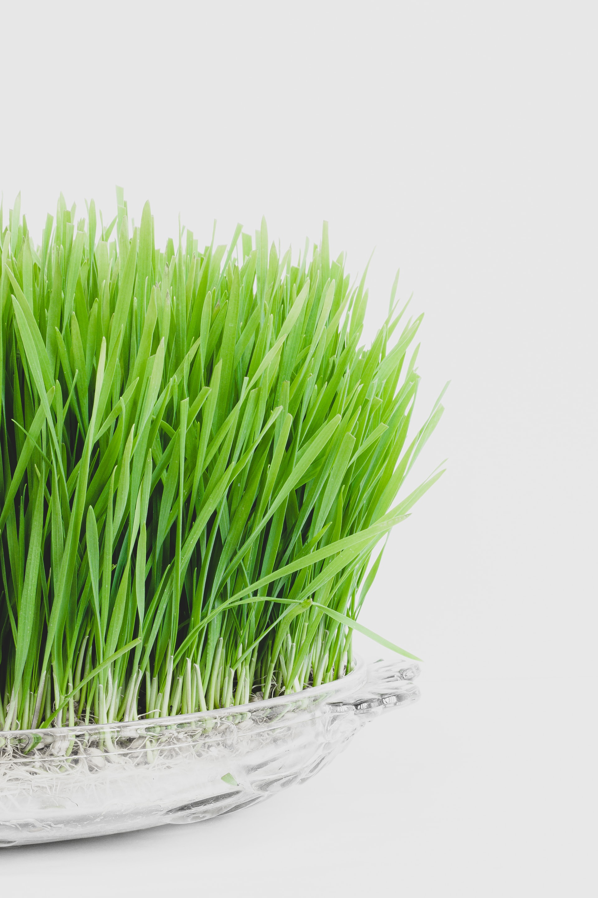 Is Wheatgrass Gluten Free? It's Not What You Think! - Ditch the Wheat