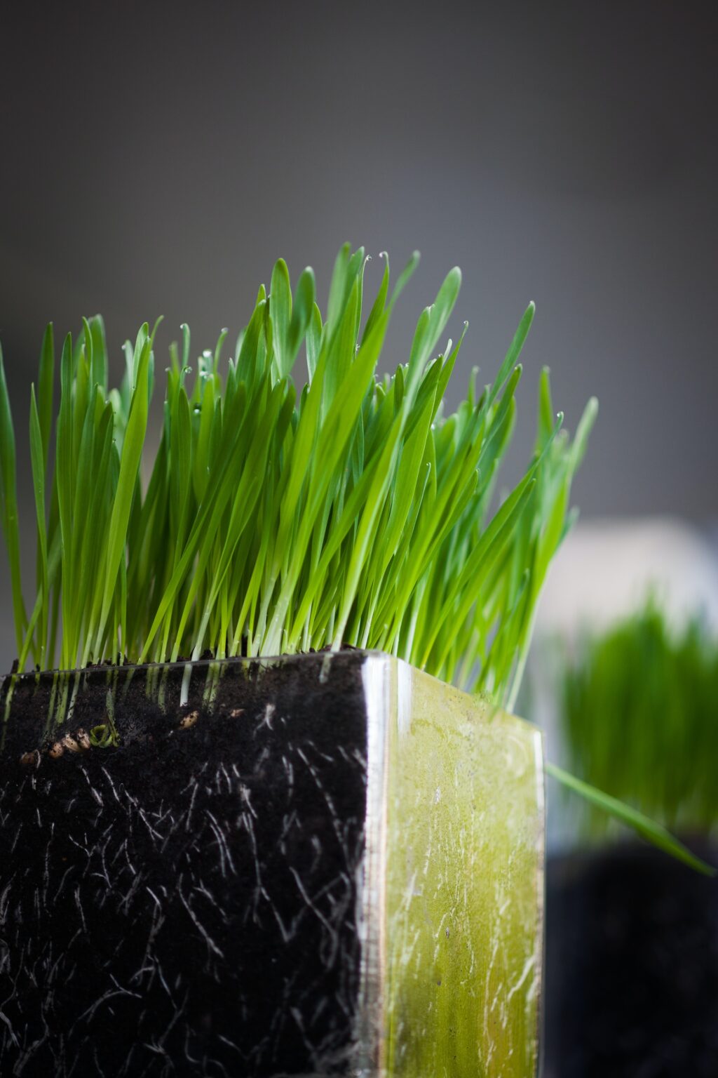Is Wheatgrass Gluten Free? It's Not What You Think! - Ditch the Wheat