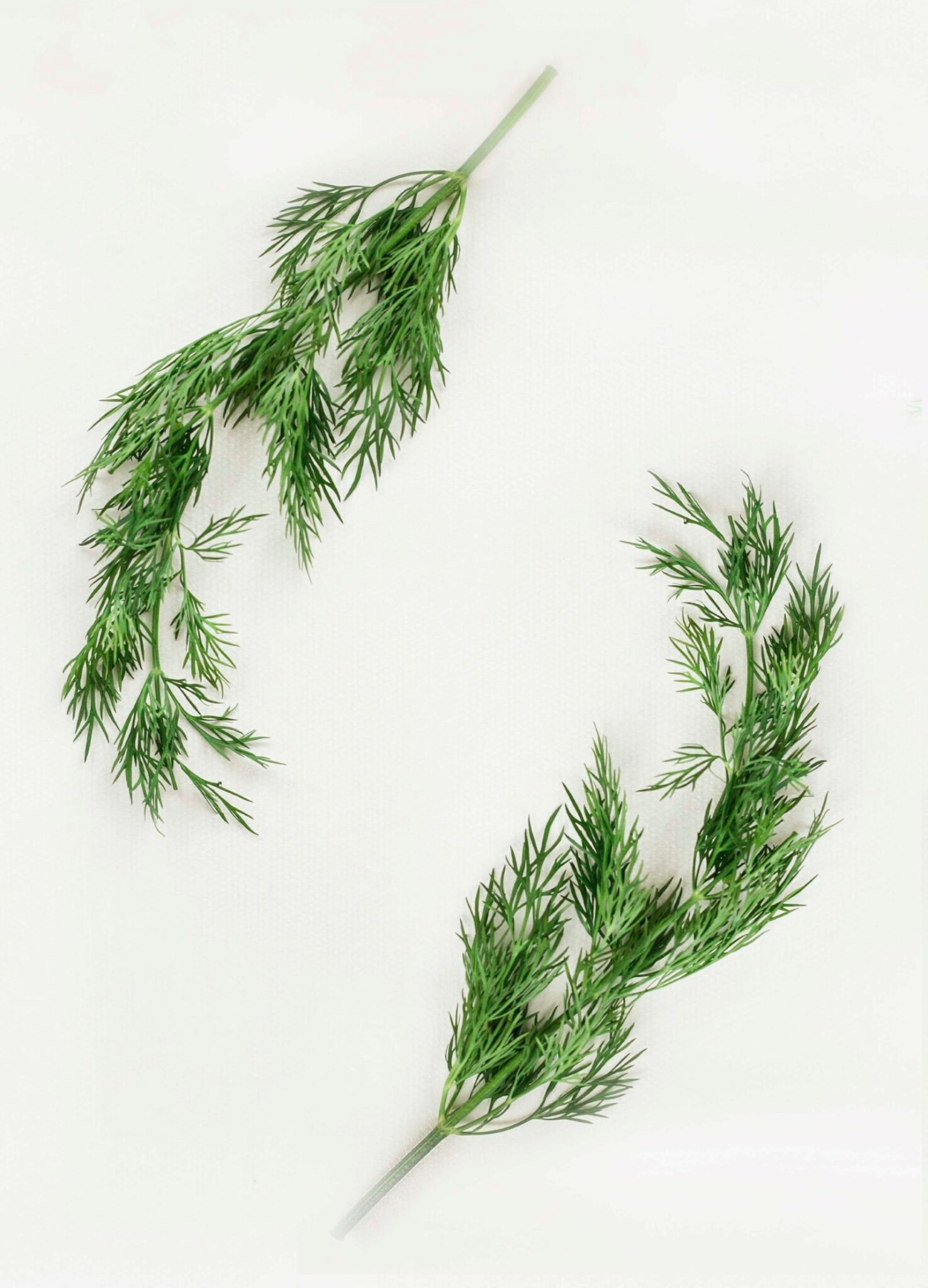 How to Dry Dill: 5 Easy Ways - Ditch the Wheat